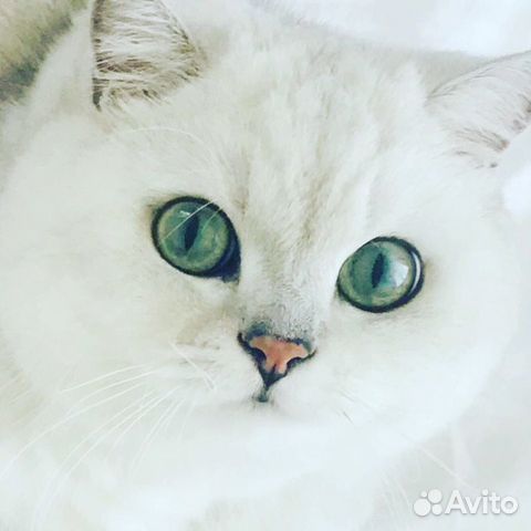 Кот
