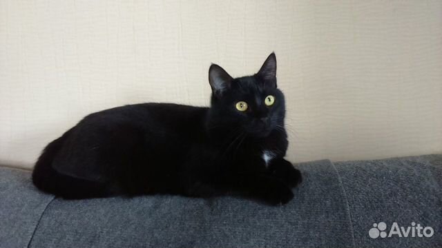 Кот без хлопот