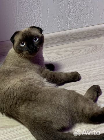 Сиамская вислоухая вязка