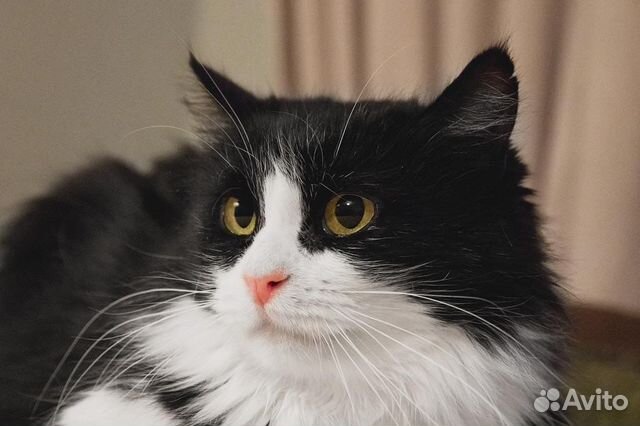 Marishka потрясающая кошка