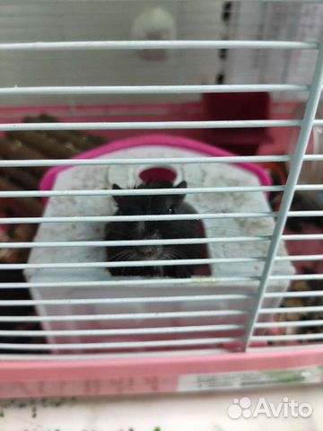 Мышки чёрные в добрые руки