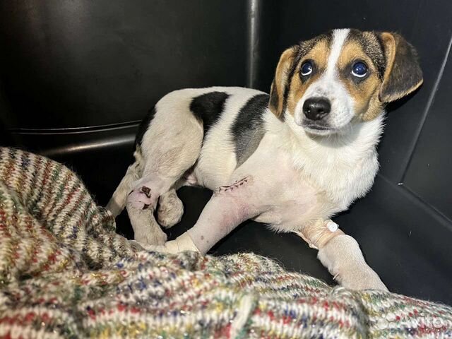 Метис Джек Рассел терьера