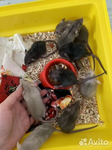 Крысы дамбо