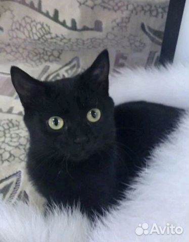 Красивая и ласковая кошечка Мурлыка