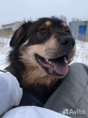 Помесь чау чау