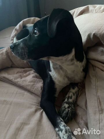 Щенки бесплатно