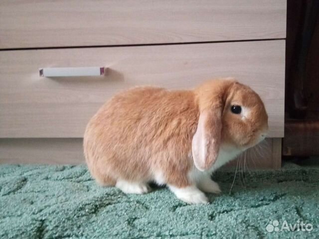 Кролик. Вислоухий баран. Вязка