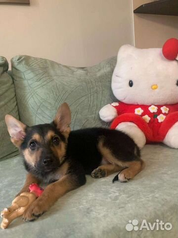 Щенуля метис овчарочки в добрый дом