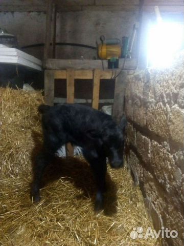 Телята бычки