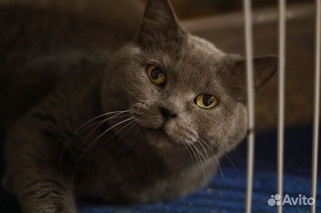 Кошечка в добрые ручки