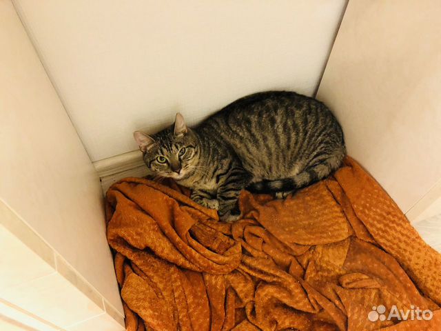 Котенок в добрые руки