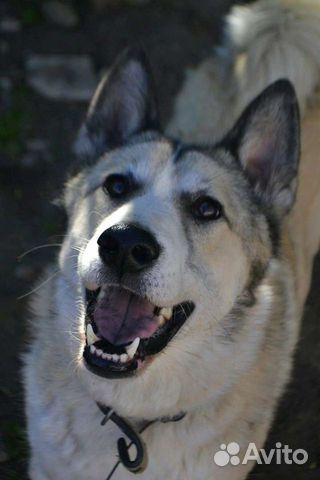 Шери ищет дом