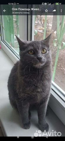 Русская голубая метис дом ищем