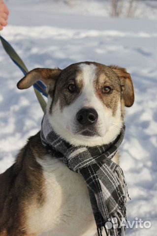 Собака сидит в клетке 10 лет