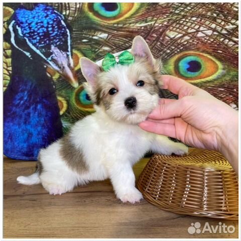 Йоршир мальчик белый с золотым