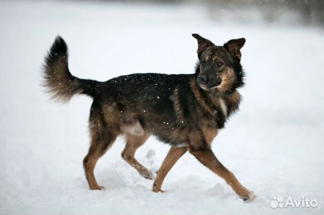 Коротколапик Вегас ищет дом