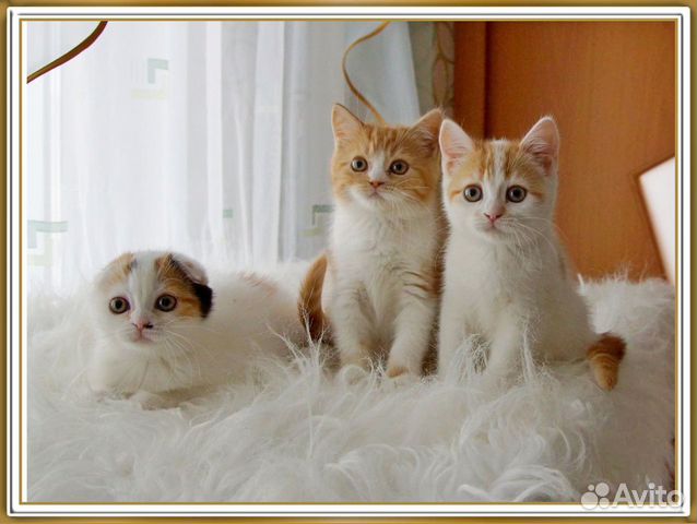 Шотландские солнечные девочки и мальчик