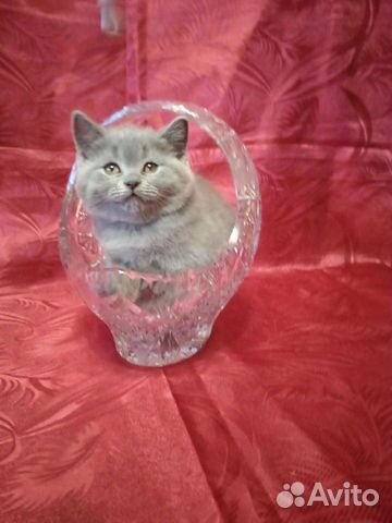 Британские котята