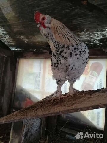 Петух Фаворель