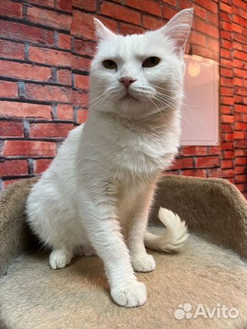 Кошечка Муся 1,5 года