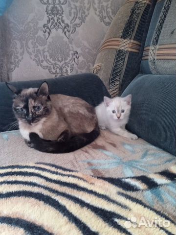 Кошка