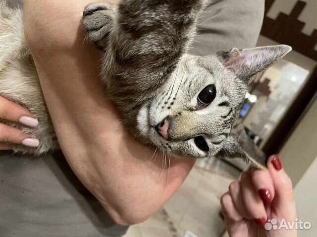 Ориентальный кот отдам