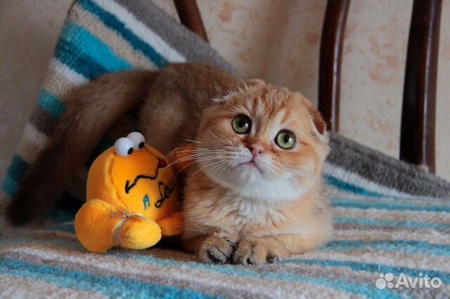 Колобок - золотой скоттиш-фолд котик