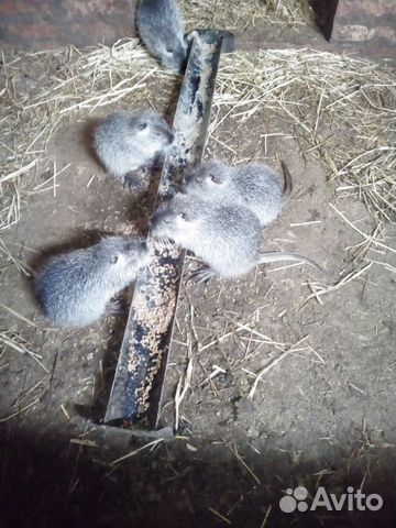 Нутрии серебро молодняк