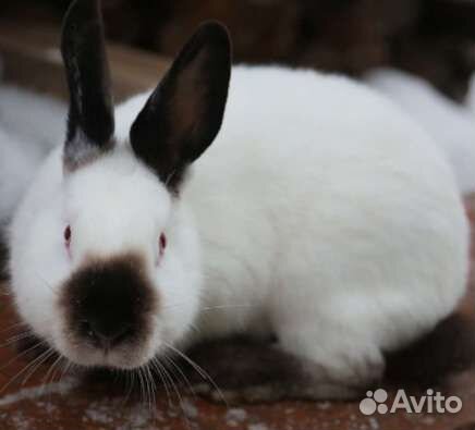 Кролик калифорнийский