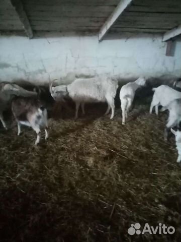 Козы и козлята