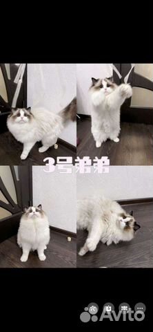 Регдолл мальчик