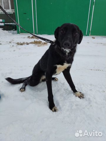 Ищет дом молодая Собачка Ума