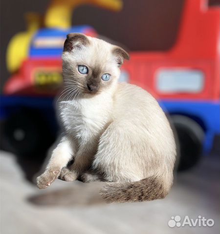 Котята шотландские вислоухие