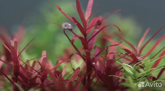 Аквариумные растения.Аквалеон