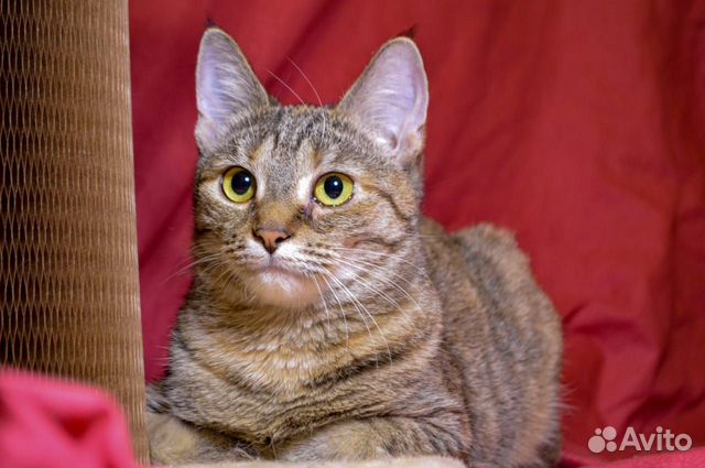 Молодая рысь Рыся с кисточками на ушках