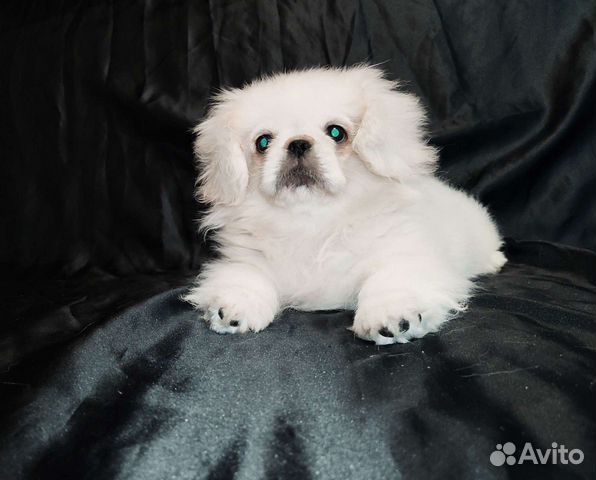 Пекинес, мальчик мини