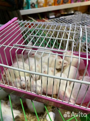 Мышки бесплатно