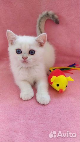 Шотландские котята