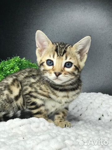 Бенгальская