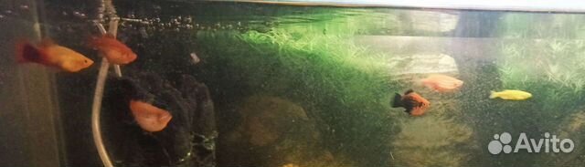 Аквариумные рыбки