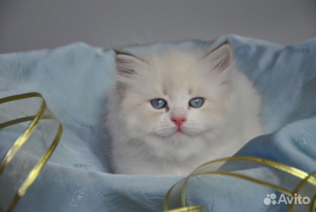 Невские Маскарадные котята
