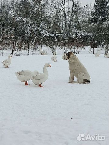 Гуси линда