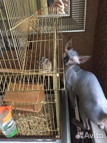 Коты сфинксы бесплатно