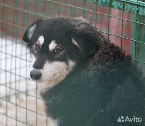 Пушистый пёс Иртыш в добрые руки