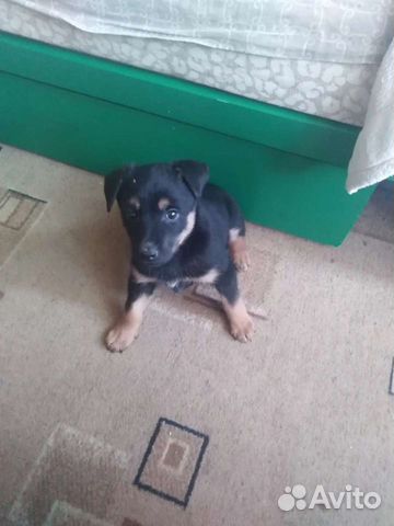 Помесь шарпей и лабрадор