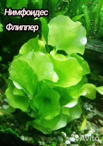 Аквариумные растения продажа прополка
