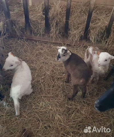 Вырастим барашка для Вас. Катумская баранина