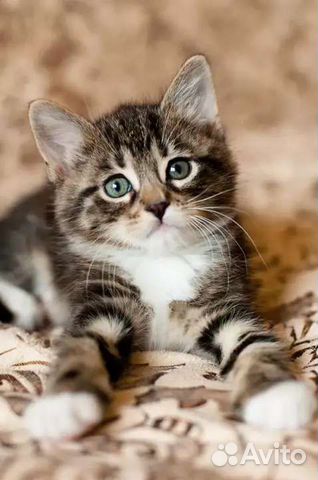 Котята-метисы, мальчики