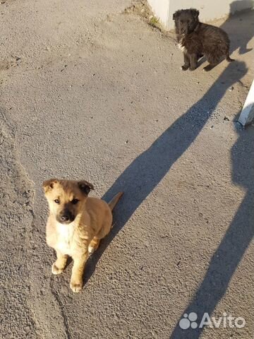 Щенки девочки