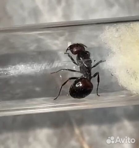 Муравьи для фермы мессор барбарус messor barbarus